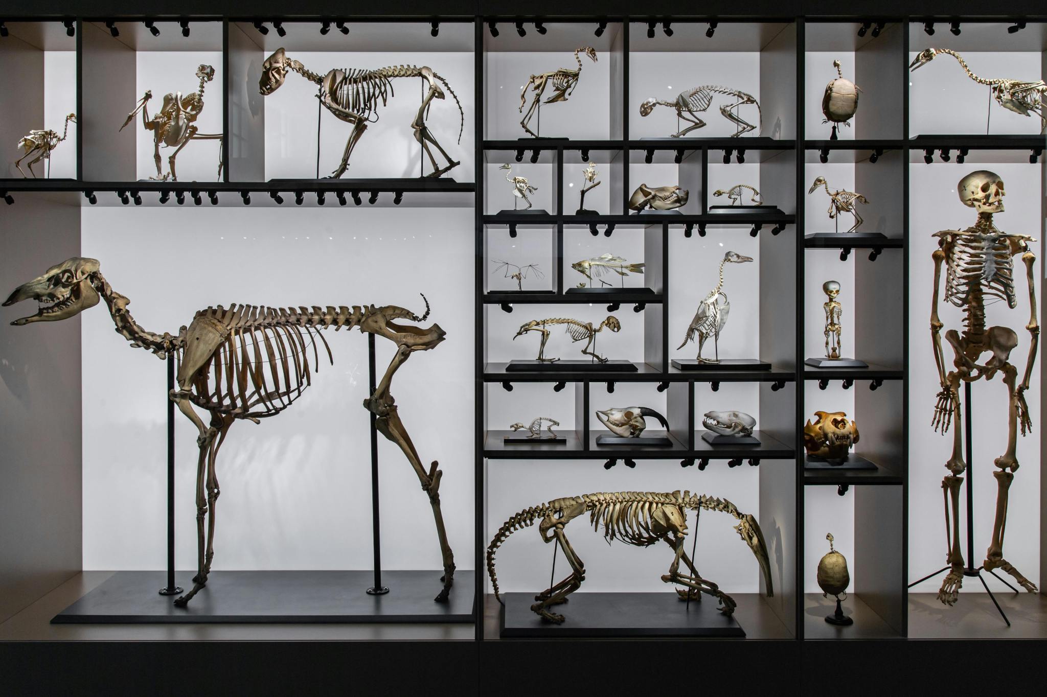 How did humans lose their tails? – GeneBites