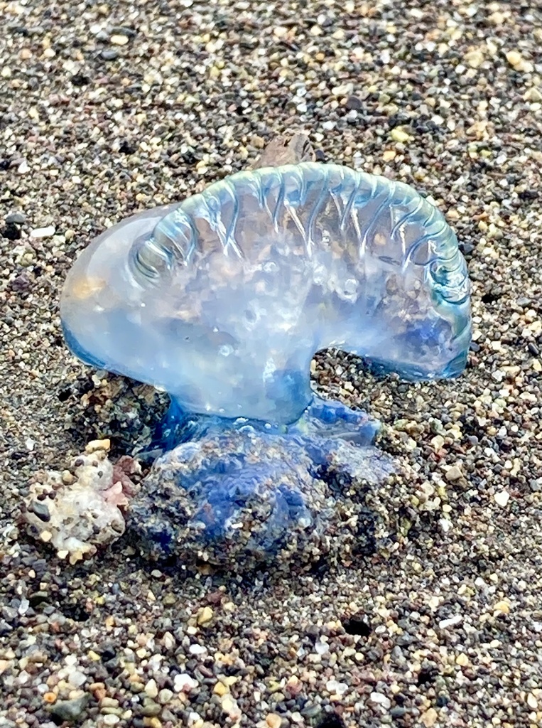 How did humans lose their tails? – GeneBites